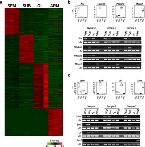 Transcripts With An Expression Peak And Transcriptome Validations A Download Scientific