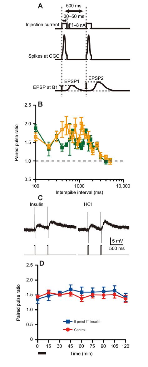 Paired Pulse Ratio Between Two Single Excitatory Postsynaptic Download Scientific Diagram