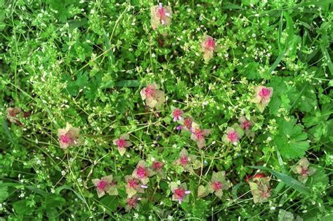 Grass Green Background Texture Of Fresh Green Grass And Colored Leaves Premium Photo
