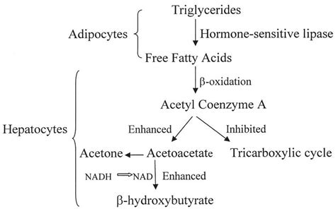 Beta Hydroxybutyrate Beta Hydroxybutyrate Test And Supplement