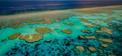 Corals Can Bounce Back After Heatwaves But Only If Theres Enough Time Between Them Aims