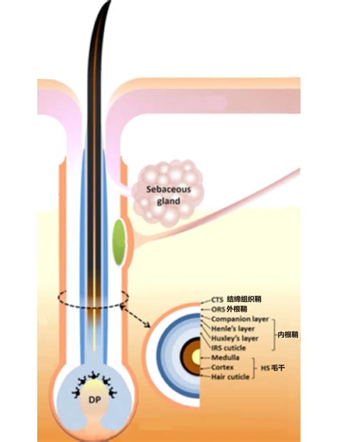 🌱毛囊的奇妙世界：深入探索毛囊结构