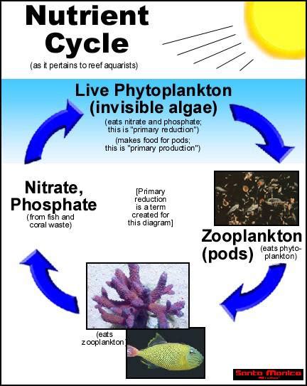 Nutrient Cycle Diagram Rreeftank