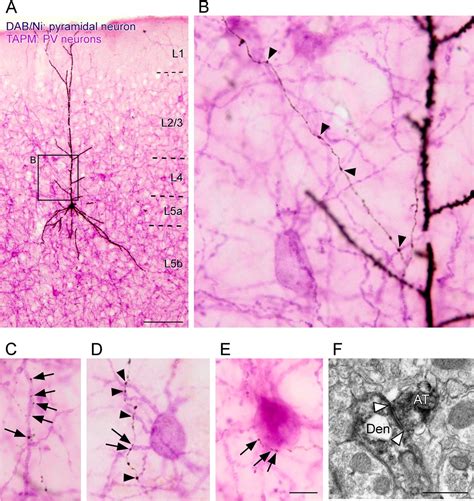 Pyramidal Neurons