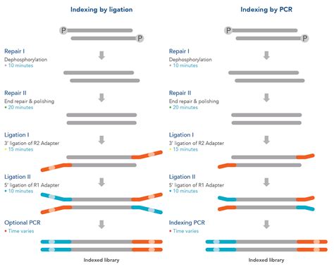 Xgen 2s Dna Library Prep Ideal For Chip Seq And Hi C Idt