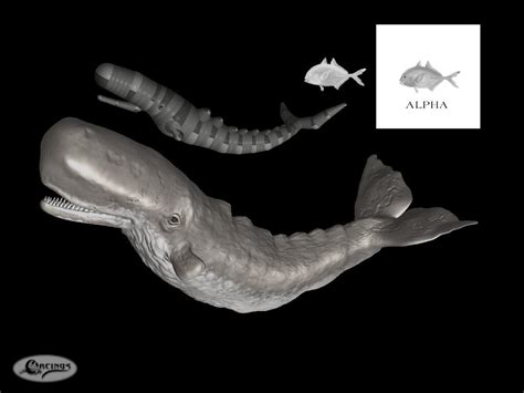 Physeter Macrocephalus Zbrushcentral