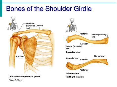 Ppt Exploring The Human Skeleton Functions And Structures Powerpoint