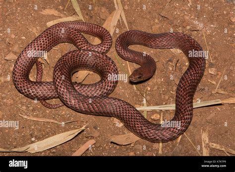 Masticophis Flagellum Coachwhip Snake Banque De Photographies Et D