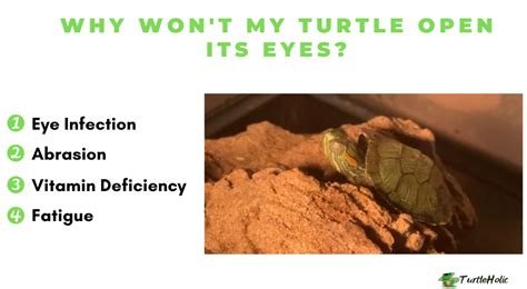 Why Wont My Turtle Open Its Eyes Turtleholic