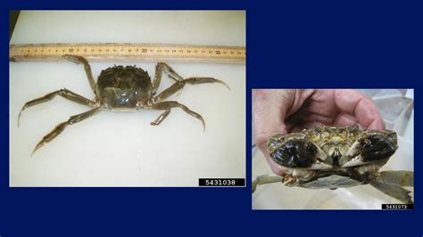 Invasive Crab Found Near Wa Border Fox 13 Seattle