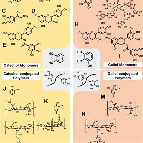 Development Of Chitosancatechol The First Mussel Adhesive Protein