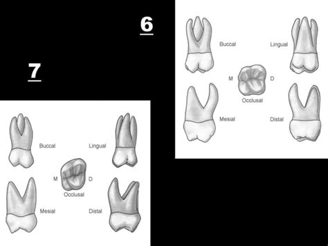 Maxillary Molar Ppt