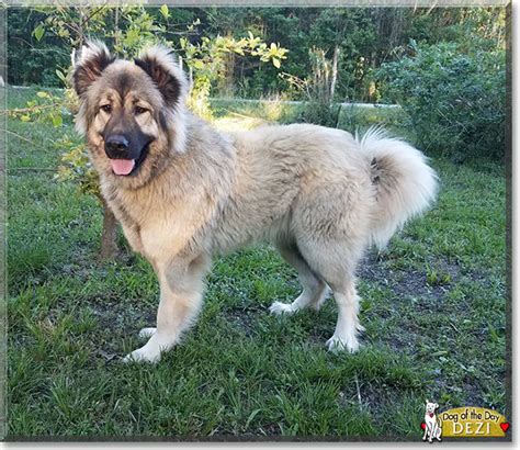 What Is A Caucasian Shepherd Mixed With