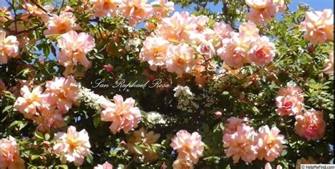 San Raphael Rose Rose Photo Rose Photos Rose Photo