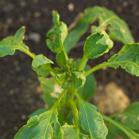 Pepper Plant Leaves