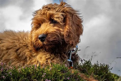 Cockapoo Everything You Want To Know In One Handy Guide