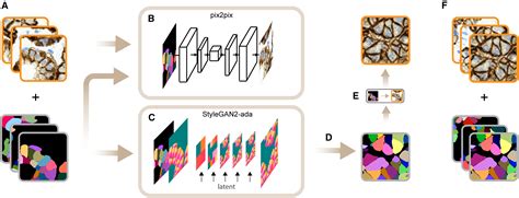 Structure Preserving Adversarial Generation Of Labeled Training Samples For Single Cell
