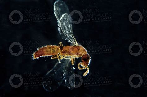 Scleroderma Domesticum Lateral View Hymenoptera Insecta Insects Ectoparasites