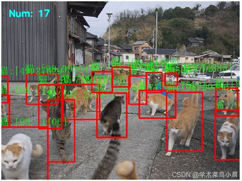 猫数据集及其检测 猫检测数据集 csdn博客