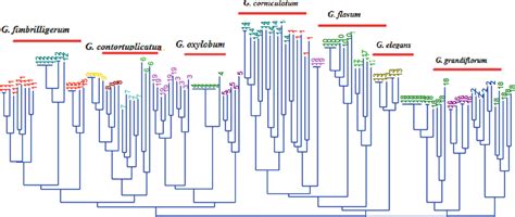 Upgma Tree Of Issr Data Revealing Species Delimitation In The Glaucium