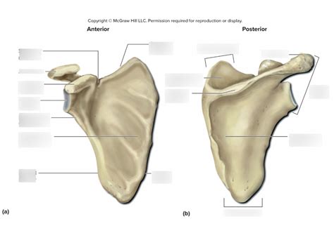 Scapula Diagram Quizlet
