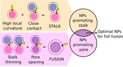 Nanoparticle Induced Fusion Of Lipid Membranes Pmc