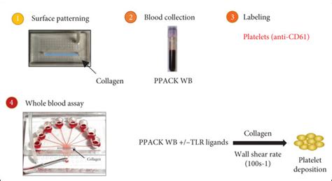 Microfluidics Assay Tlr Ligands And Switching Experiment Collagen Download Scientific