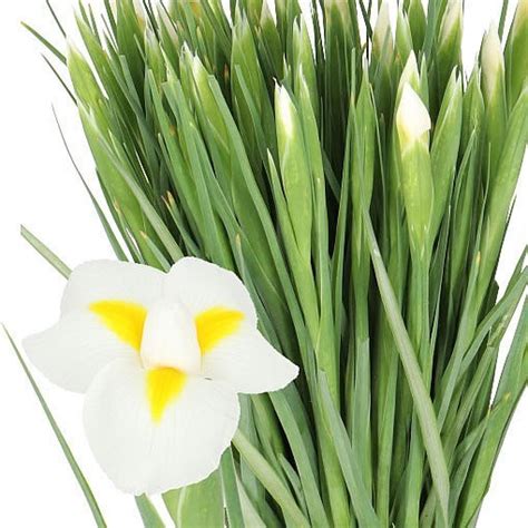 Iris White Magic 55cm Wholesale Dutch Flowers And Florist Supplies Uk