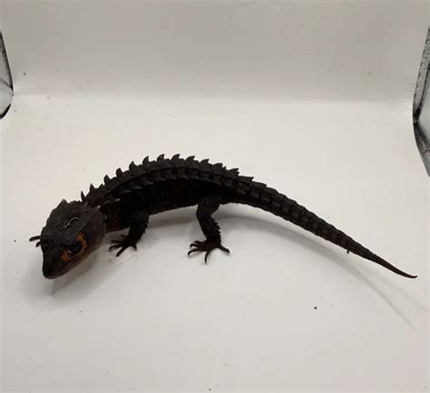 Red Eyed Armored Crocodile Skink Juvenile Cbb More Skink By Thunder