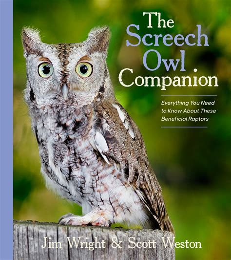 Screech Owl Rspb