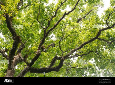Wide Tree With Branches
