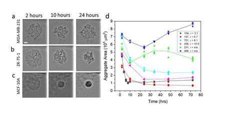 Spheroid Compaction Dynamics Of Representative Cell Lines Download Scientific Diagram