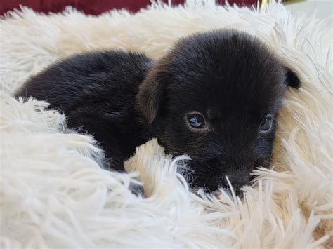 믹스견 라 푸숑특징 고양이특징 랙돌특징 러시안블루특징 먼치킨특징 브리티쉬숏헤어특징 노르웨이숲특징 데본렉스특징 뱅갈특징 샴특징 셀커크렉스특징 스코티쉬폴드특징 스핑크스특징