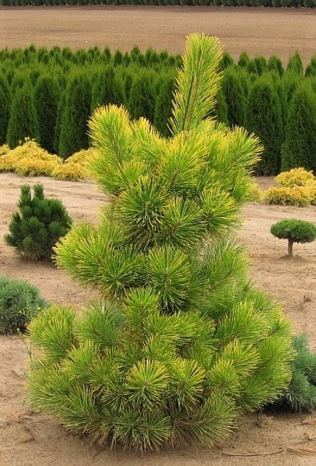 Сосна Тунберга Огон (Pinus thunbergii Ogon)
