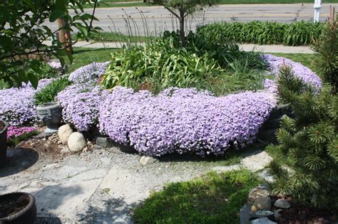 Carpetcreeping Phlox A Great Groundcover Round 2 Backyard