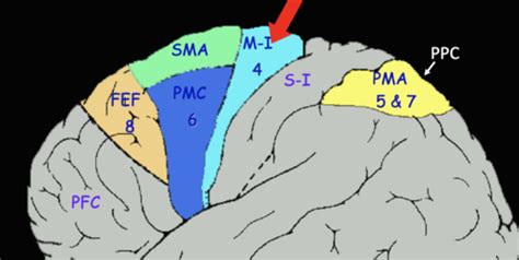 Motor Cortices Flashcards Quizlet