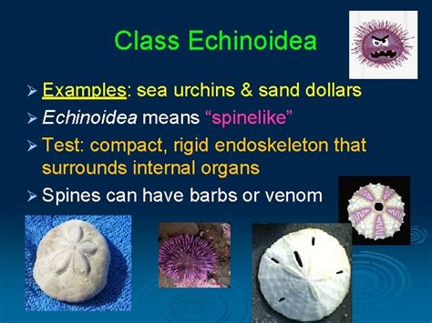 Echinoderms Section 38 1 Echinoderms Examples Sea Stars