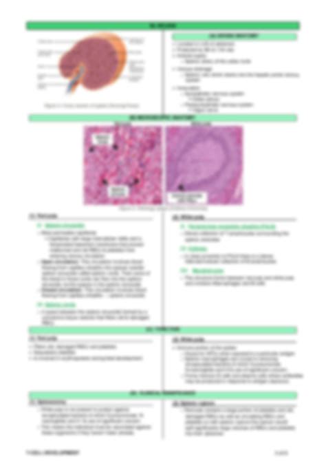 SOLUTION T Cell Development Ninja Nerd Notes Studypool