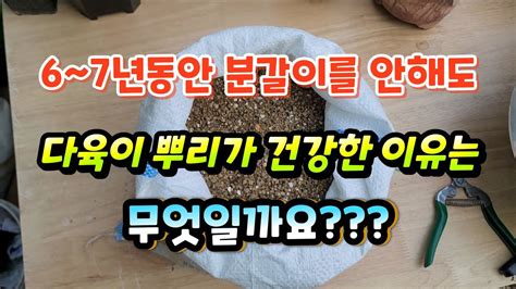 6~7년동안 분갈이 안해도 다육이 뿌리가 건강한 이유는 무엇일까요 우암도예 다육식물 다육이 다육이키우기 Youtube
