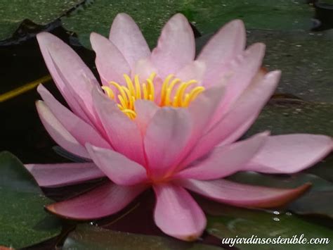 Nenúfar Nymphaea Spp Hybrid La Planta Reina Del Estanque Y Del Jardín