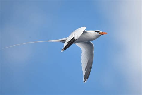Ave Del Trópico De Cola Blanca Catesbyi Ebird
