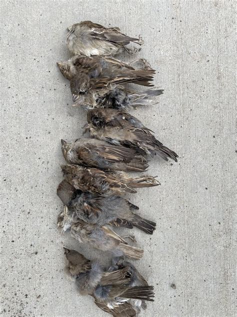 The Animatronic Puppet Called Hoggle From The Labyrinth He Was Found