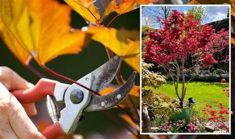 Japanese Maple Pruning How To Prune Acer Trees For A ‘better Finish Uk