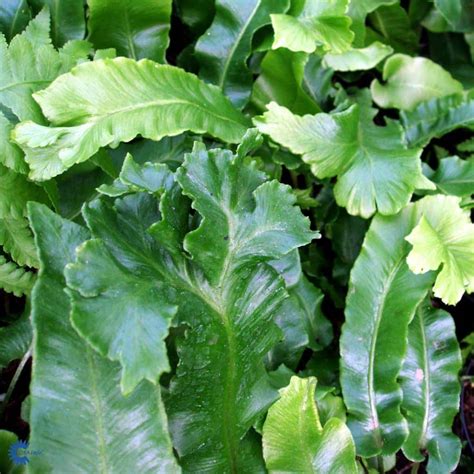 Asplenium Scolopendrium Cristata Johansens Planteskole Aps