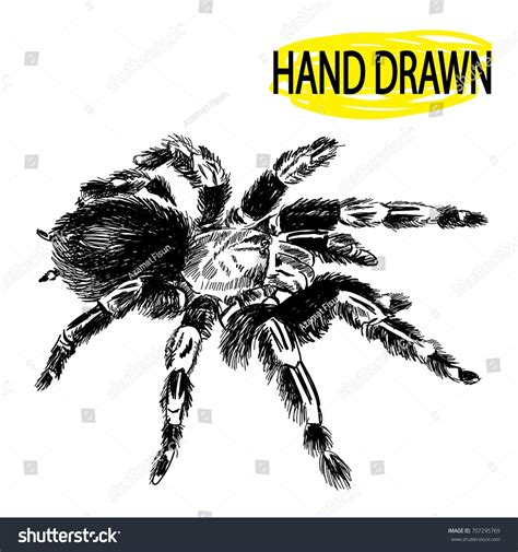 Spider Tarantula Drawing By Hand Vintage 库存矢量图免版税 Shutterstock