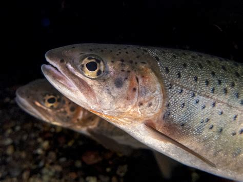 Lahontan Cutthroat Trout Oncorhynchus Henshawi Henshawi Marine Life