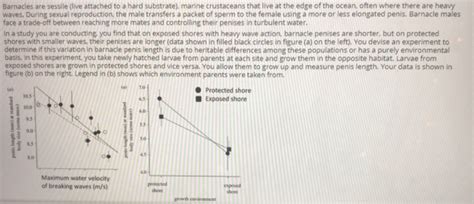 Solved Barnacles Are Sessile Live Attached To A Hard