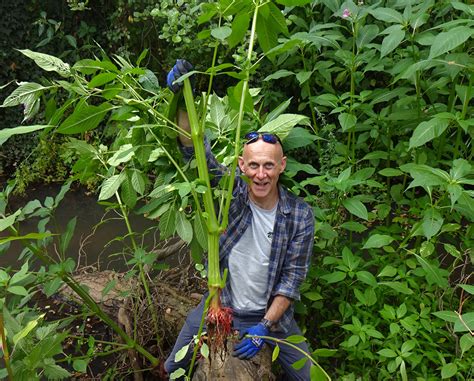 How Exploding Seed Pods Spread A Uk Invasive Menace Environment Controls