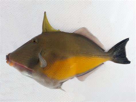 Orangeside Triggerfish Mexican