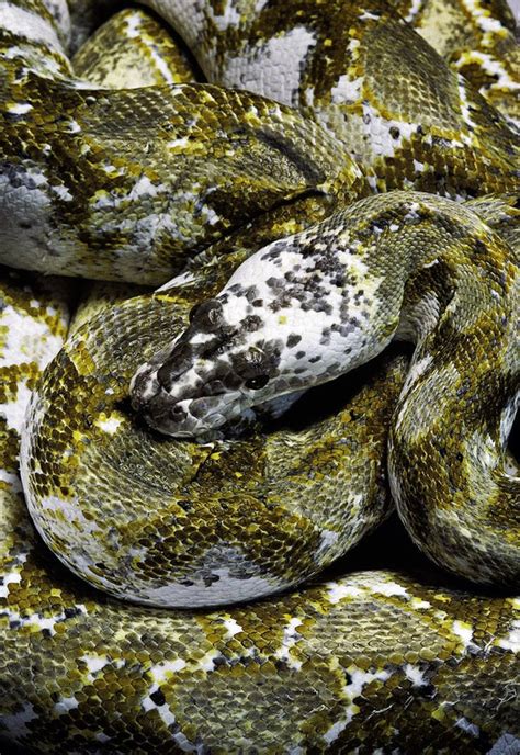 python reticulatus f calico reticulated python posters and prints by